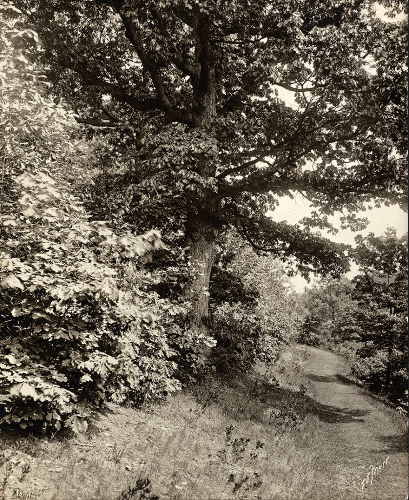 Walkways to Biodiversity - Arnold Arboretum | Arnold Arboretum