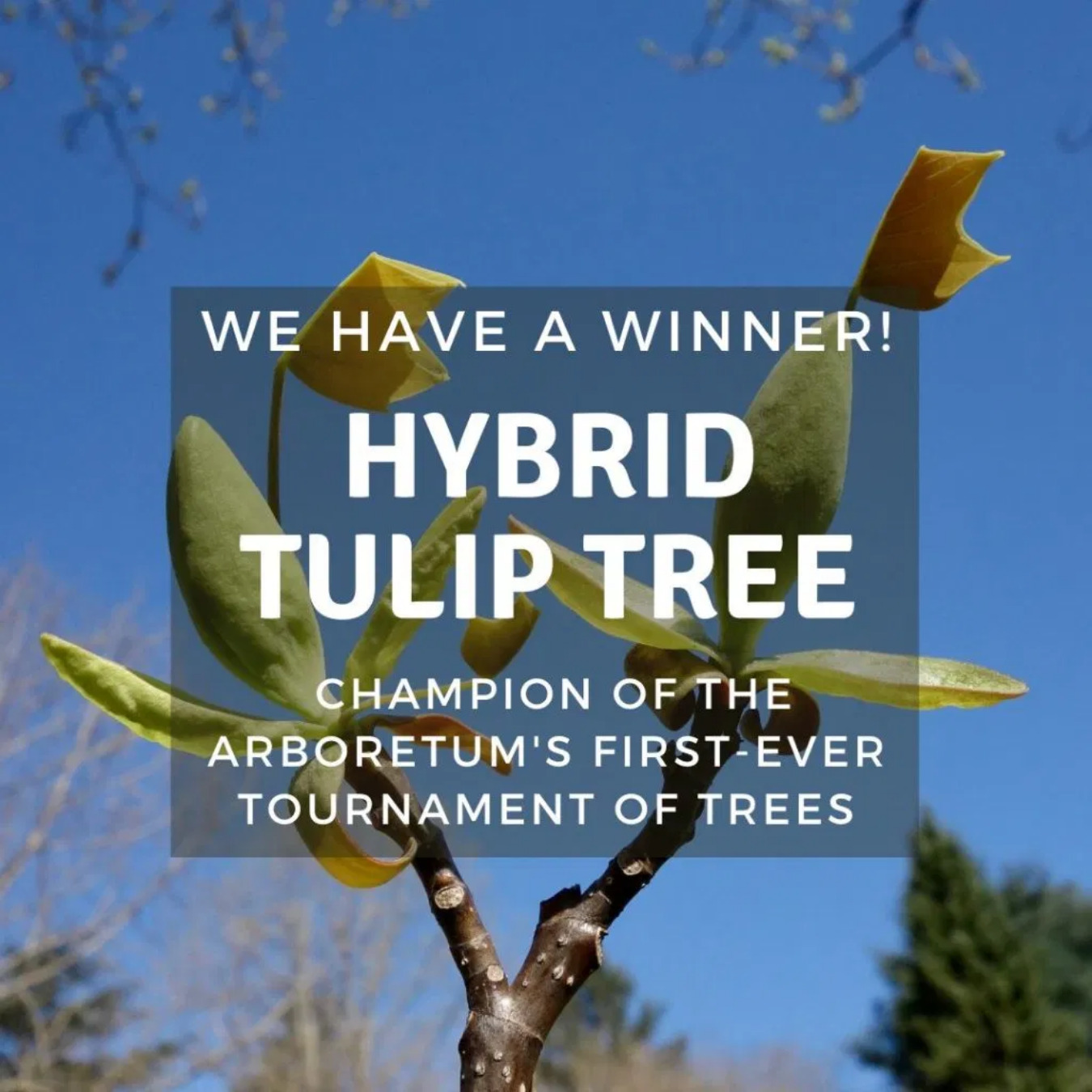 2020 Arnold Arboretum Tournament of Trees - Arnold Arboretum | Arnold ...