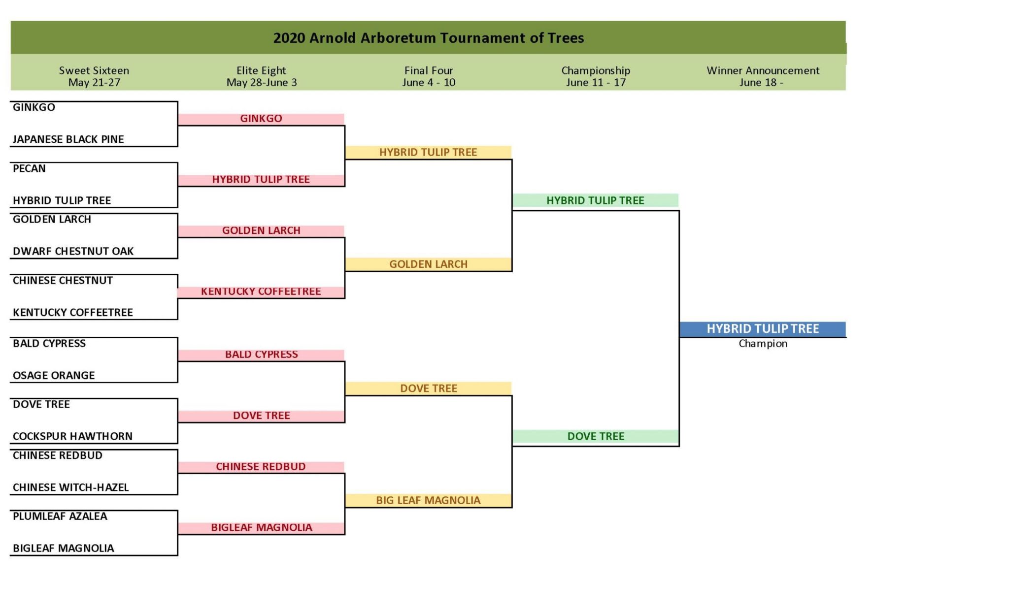 2020 Arnold Arboretum Tournament of Trees - Arnold Arboretum | Arnold ...