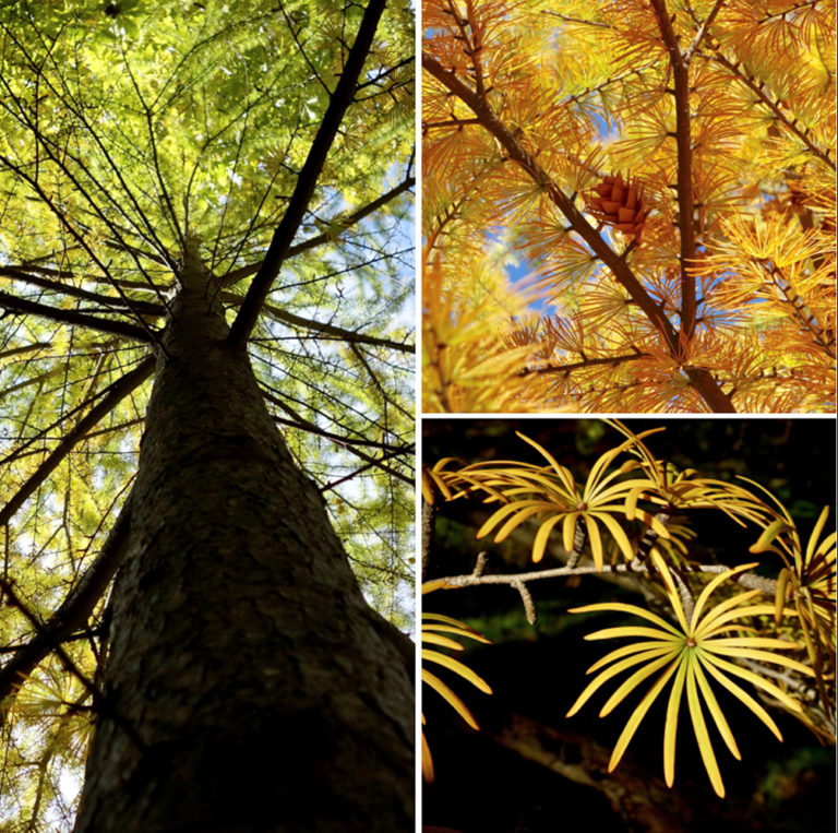Golden Larches Never Disappoint - Arnold Arboretum | Arnold Arboretum