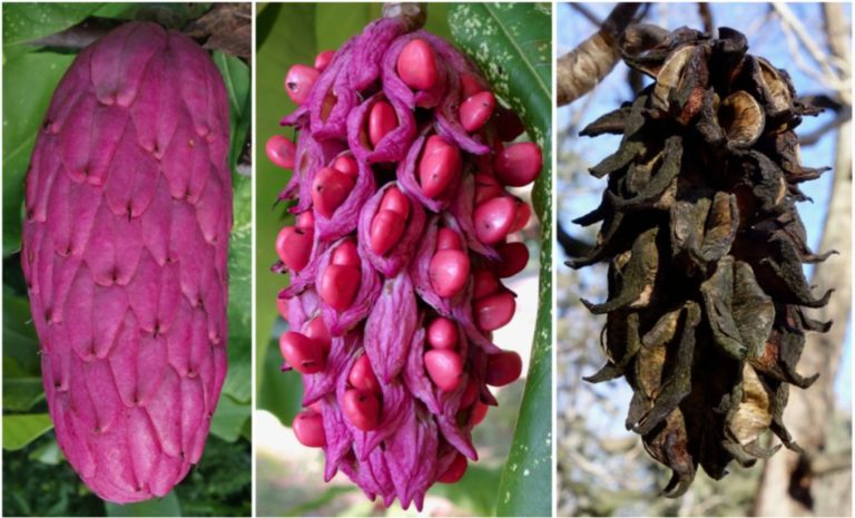 Hunting Magnolia Fruits at the Arboretum - Arnold Arboretum | Arnold ...