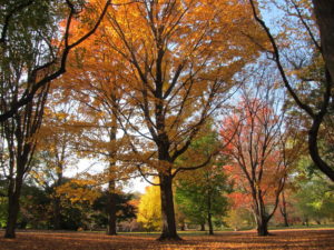 Maple Collection - Arnold Arboretum