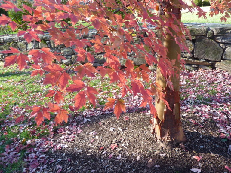 Maple Collection - Arnold Arboretum