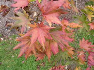 Maple Collection - Arnold Arboretum