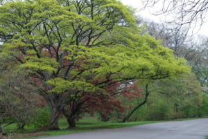 Maple Collection - Arnold Arboretum
