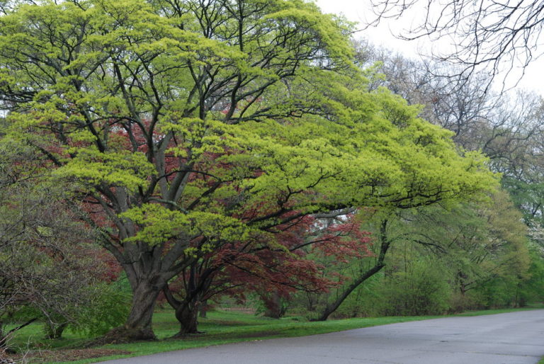 Maple Collection - Arnold Arboretum