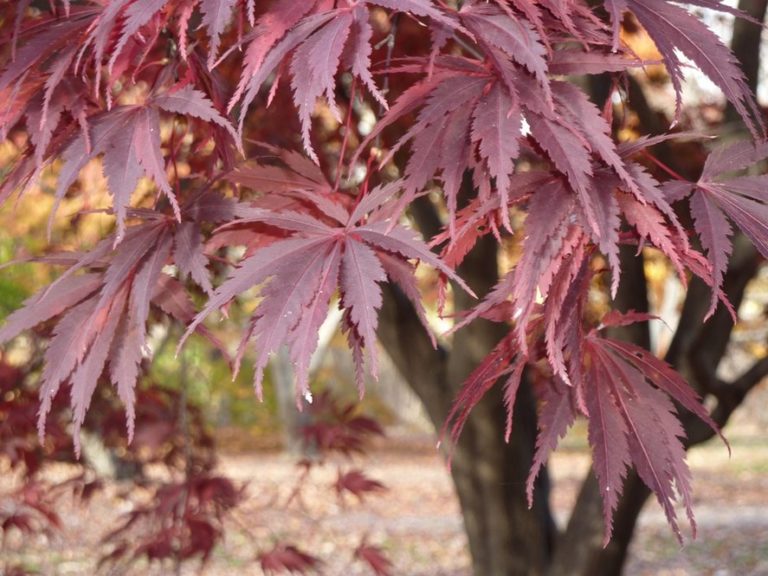 Maple Collection - Arnold Arboretum