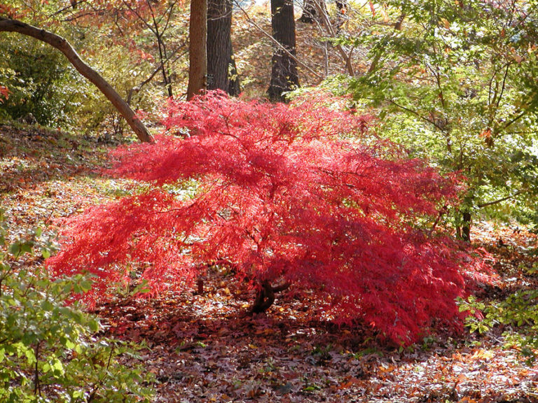 Maple Collection - Arnold Arboretum