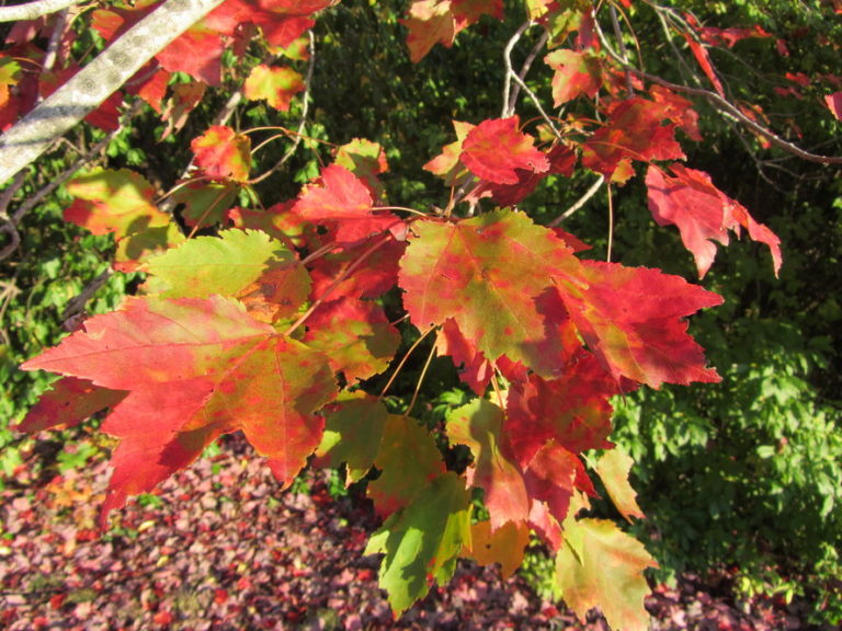 Maple Collection - Arnold Arboretum