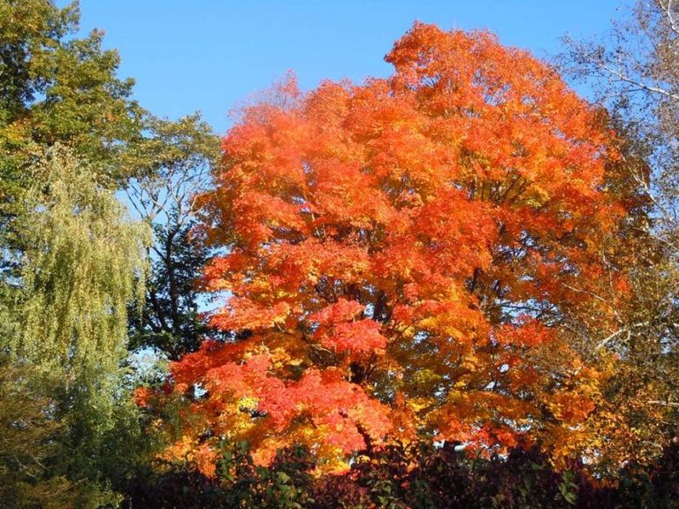 Maple Collection - Arnold Arboretum