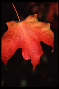 Maple Collection - Arnold Arboretum