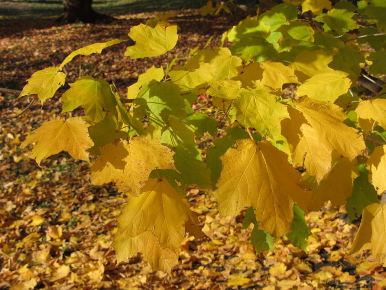 Maple Collection - Arnold Arboretum