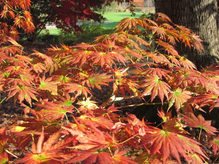 Maple Collection - Arnold Arboretum
