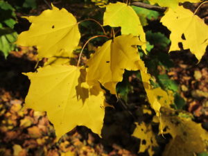 Maple Collection - Arnold Arboretum