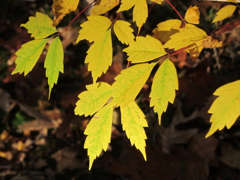 Maple Collection - Arnold Arboretum
