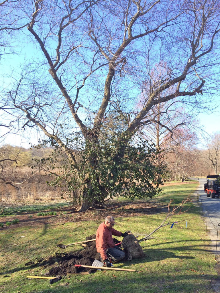 Spring reboot for autumn's harbinger - Arnold Arboretum | Arnold Arboretum