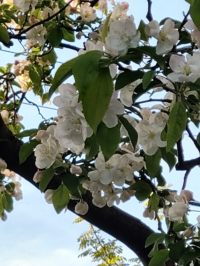 People - Arnold Arboretum