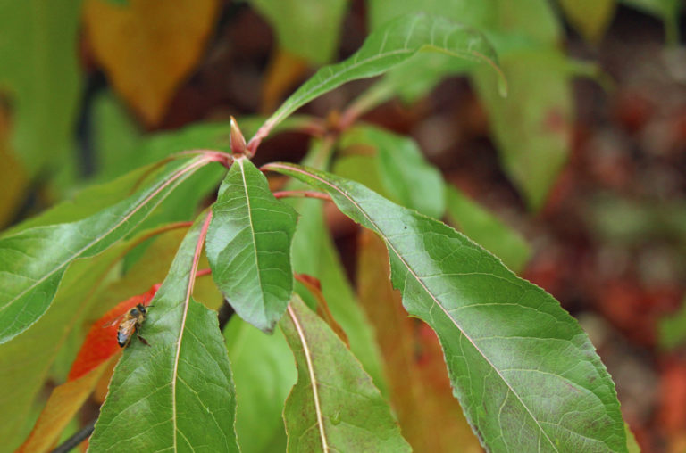 Franklin Tree - Arnold Arboretum