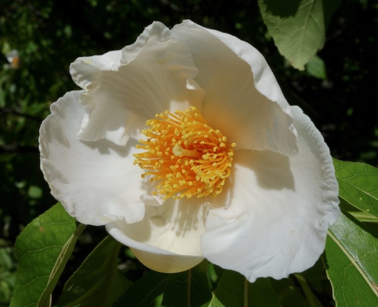 Franklin Tree - Arnold Arboretum