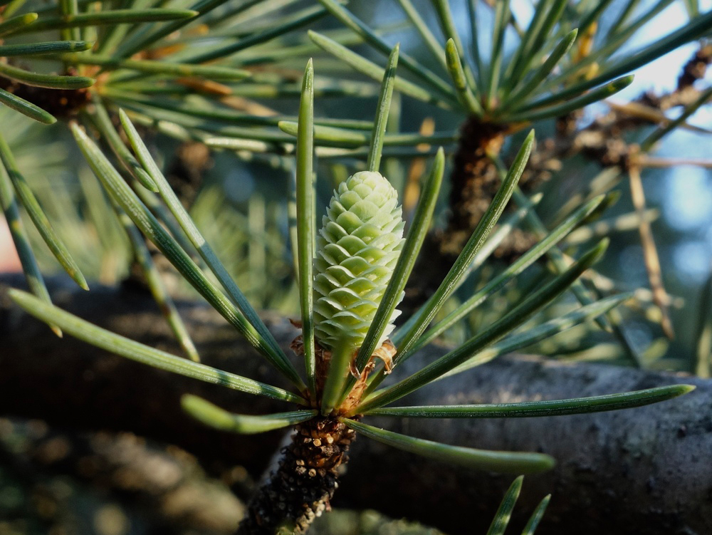 Explorers Garden Tour - Arnold Arboretum | Arnold Arboretum
