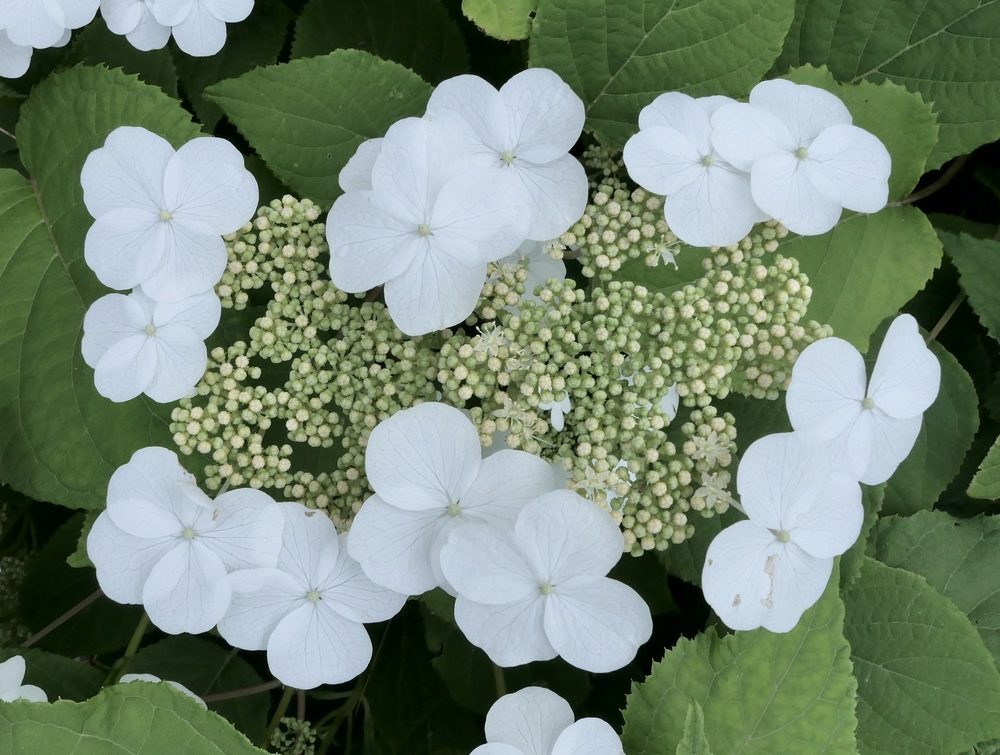 Keeper’s Tour - Arnold Arboretum | Arnold Arboretum