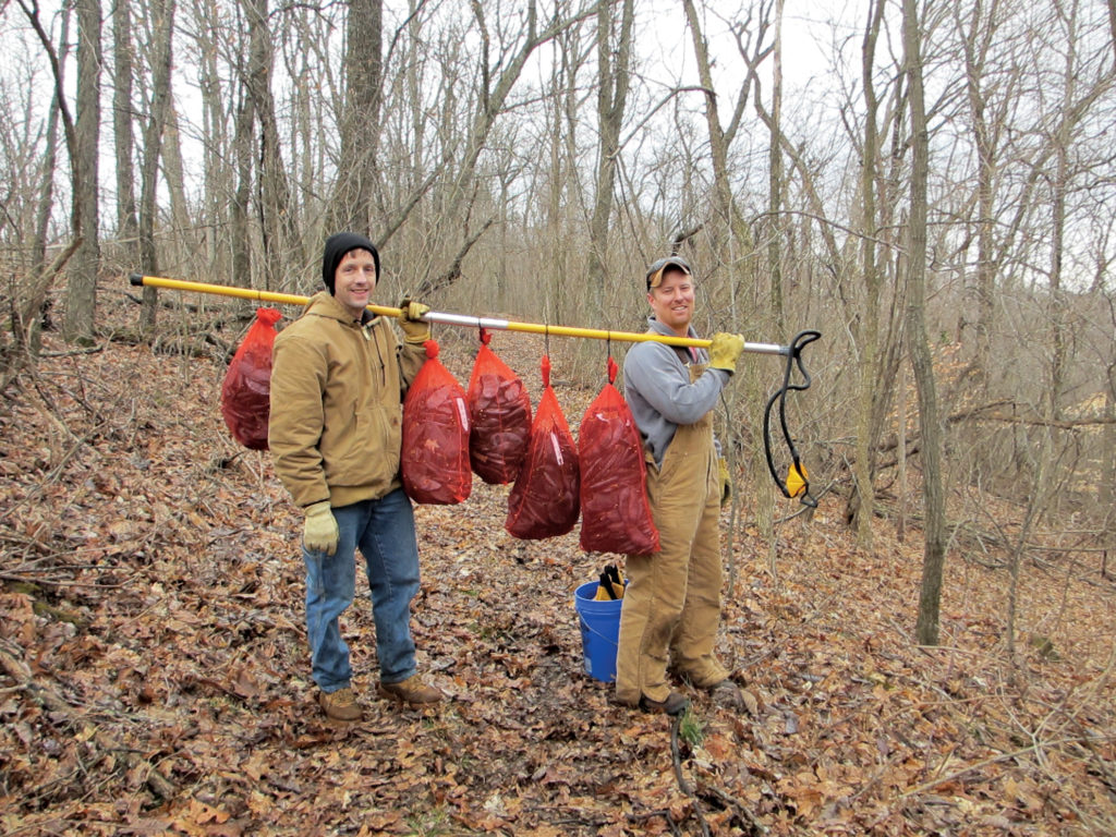 Kentucky Coffee Tree Bark