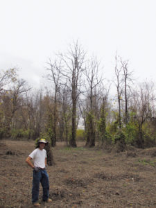 Exploring the Native Range of Kentucky Coffeetree - Arnold Arboretum
