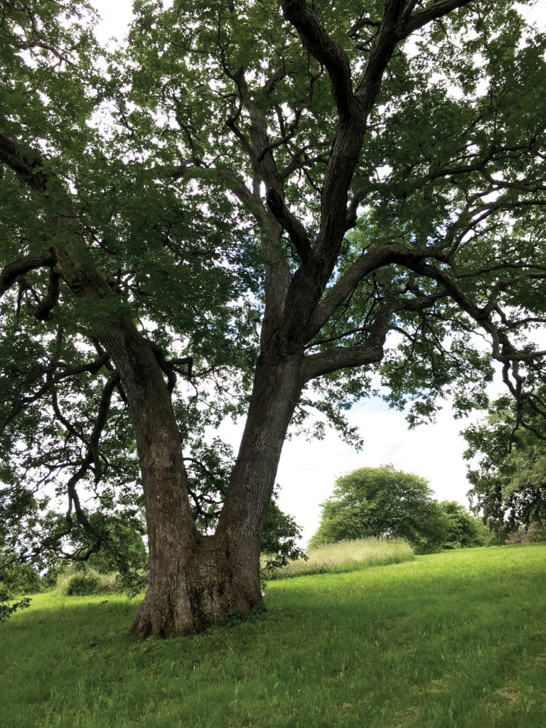 Existing through Change: Quercus alba - Arnold Arboretum