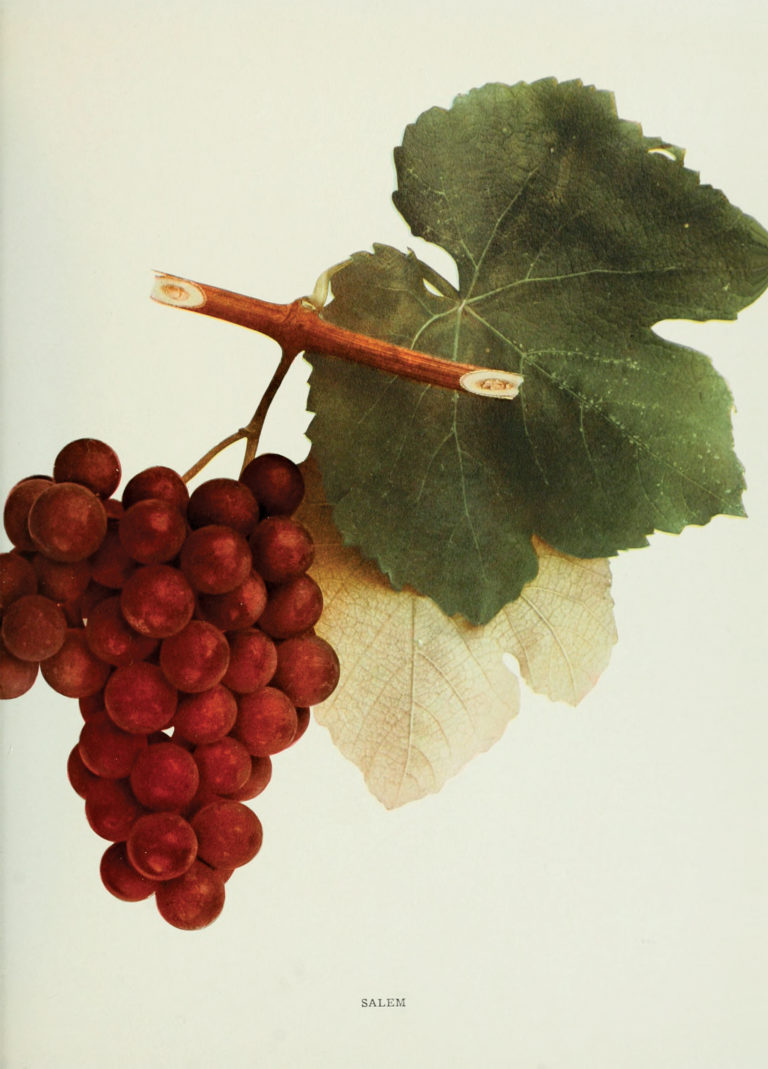 E. S. Rogers and the Origins of American Grape Breeding - Arnold Arboretum
