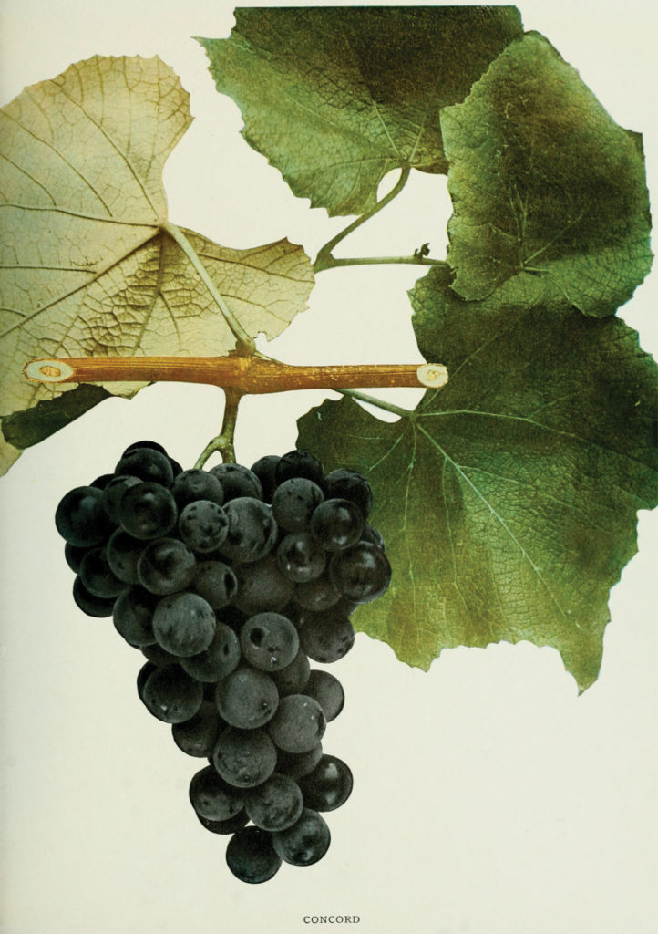 E. S. Rogers and the Origins of American Grape Breeding - Arnold Arboretum