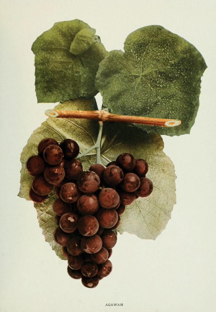 E. S. Rogers and the Origins of American Grape Breeding - Arnold Arboretum