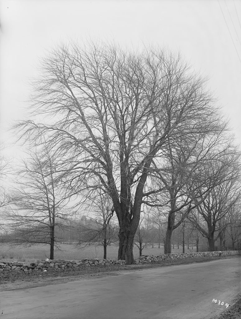 Ernest Henry Wilson and the Trees of New England - Arnold Arboretum