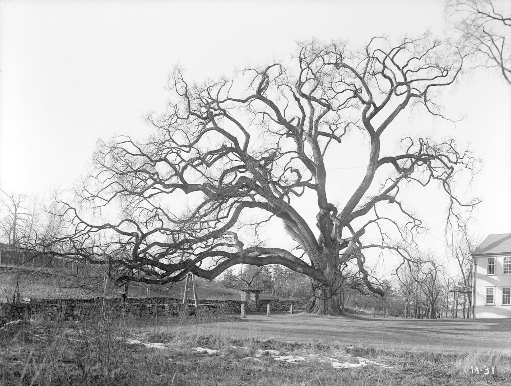 Mr. Wilson and an American Elm - Arnold Arboretum | Arnold Arboretum