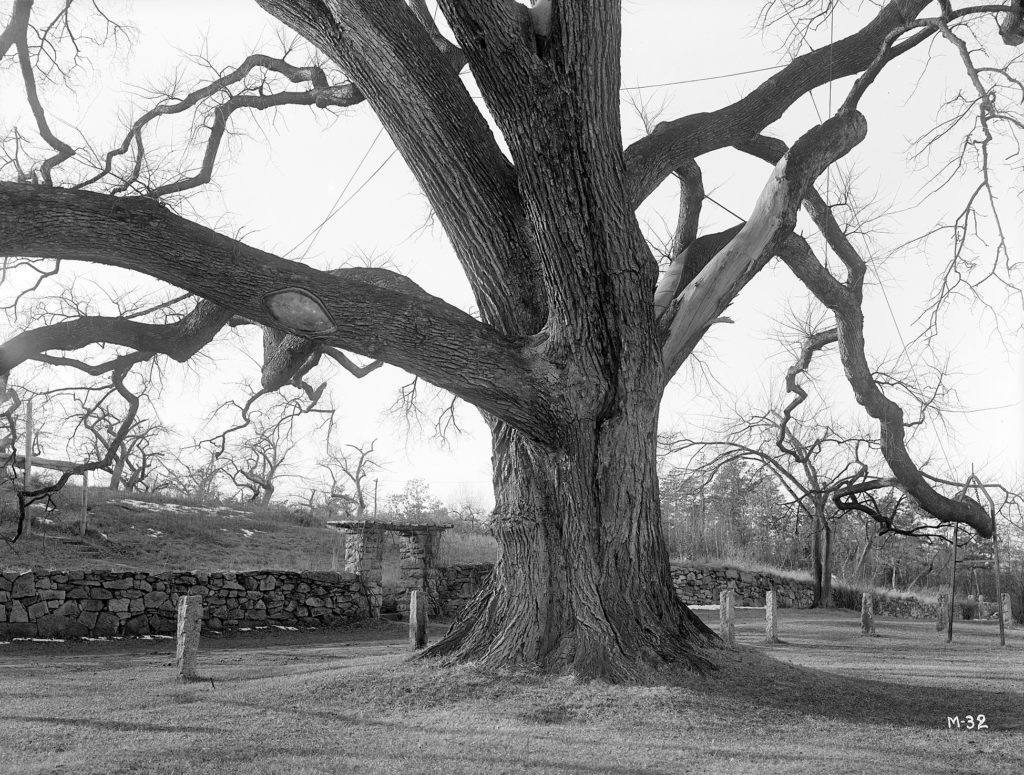 Mr. Wilson and an American Elm - Arnold Arboretum | Arnold Arboretum