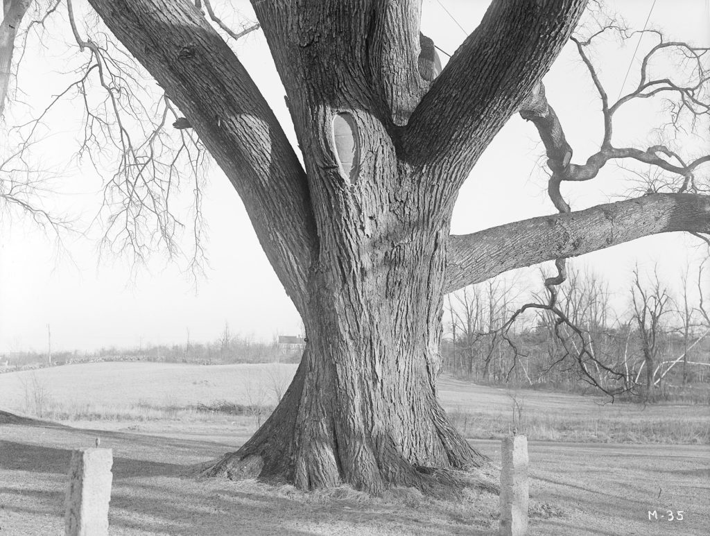 Mr. Wilson and an American Elm - Arnold Arboretum