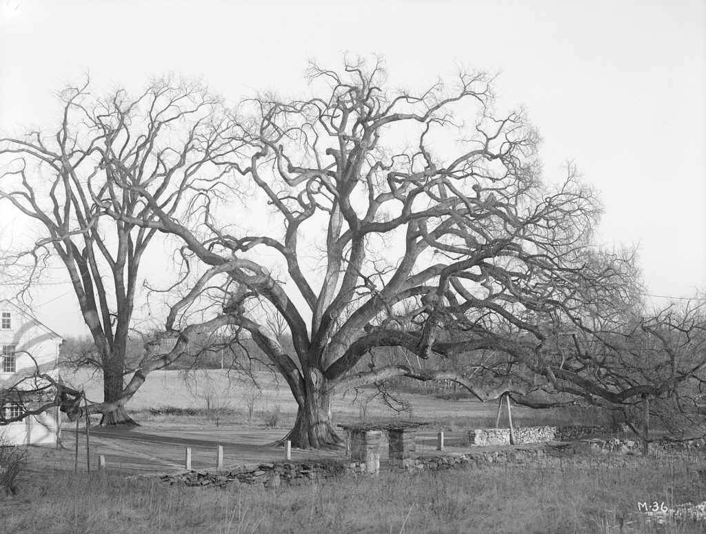 Mr. Wilson and an American Elm - Arnold Arboretum | Arnold Arboretum