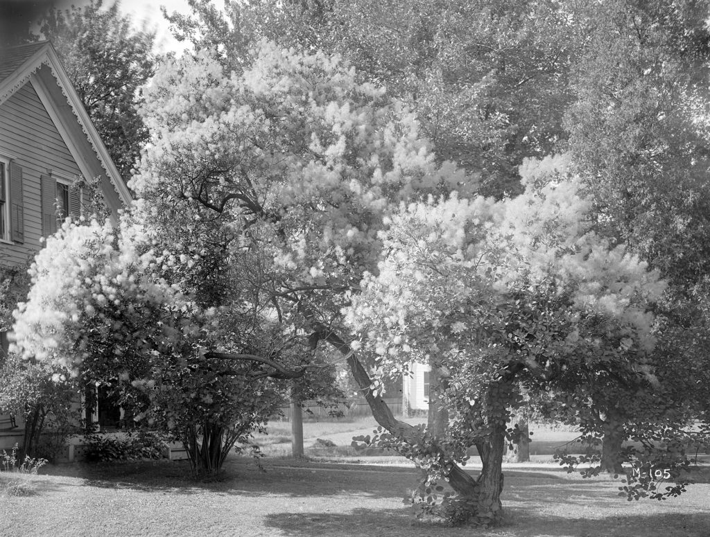 Ernest Henry Wilson and the Trees of New England - Arnold Arboretum