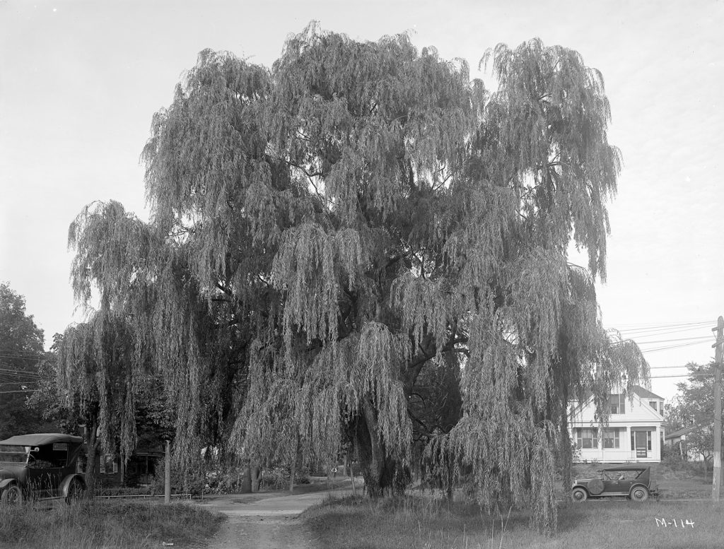 Ernest Henry Wilson and the Trees of New England - Arnold Arboretum