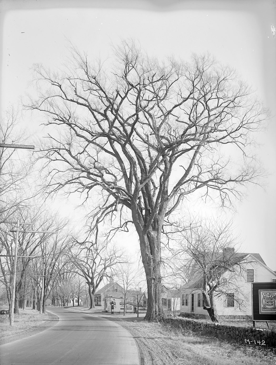 Ernest Henry Wilson and the Trees of New England - Arnold Arboretum