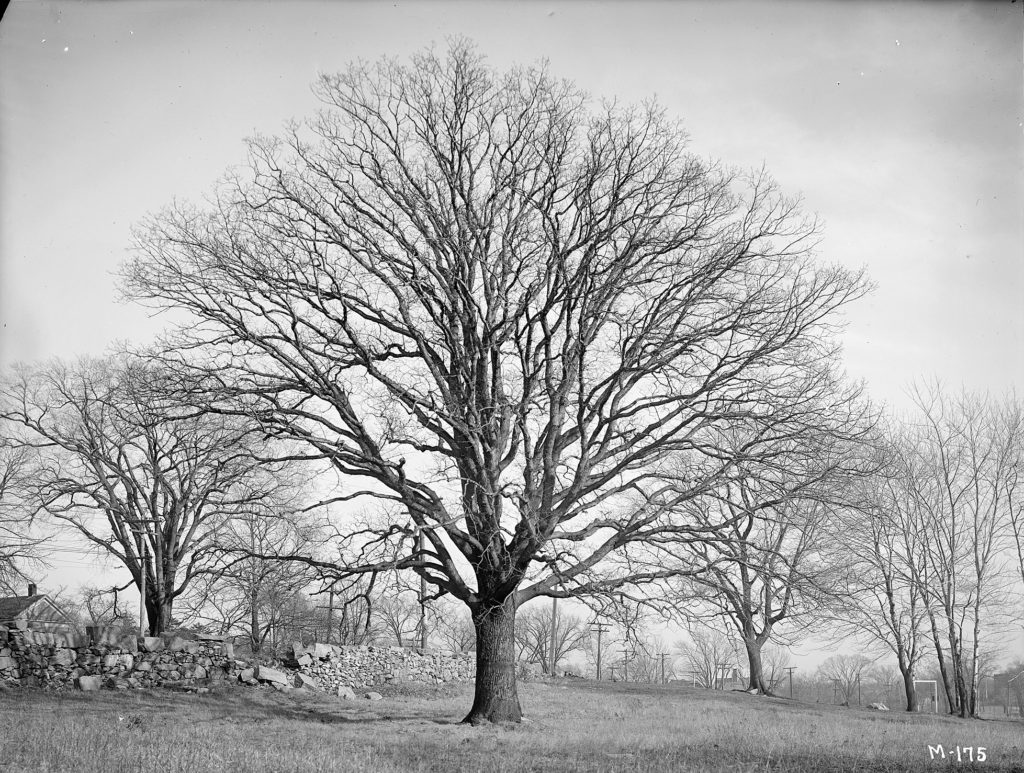 Ernest Henry Wilson and the Trees of New England - Arnold Arboretum
