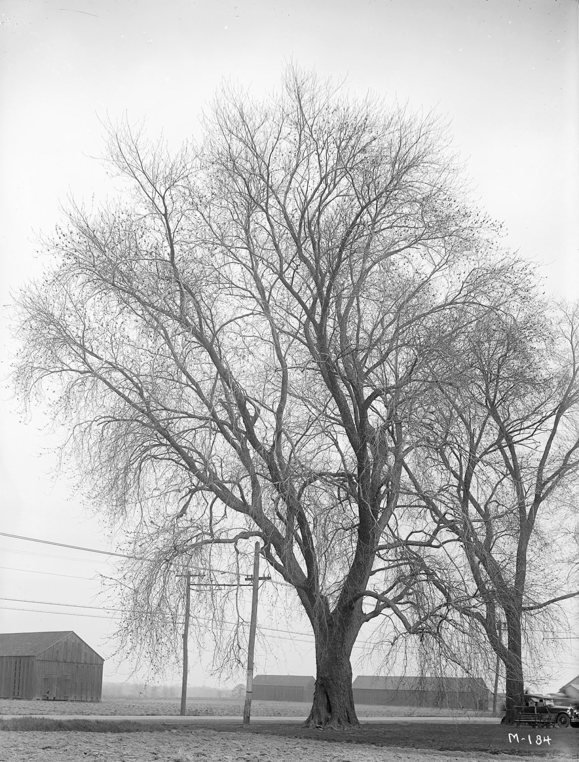 Ernest Henry Wilson and the Trees of New England - Arnold Arboretum