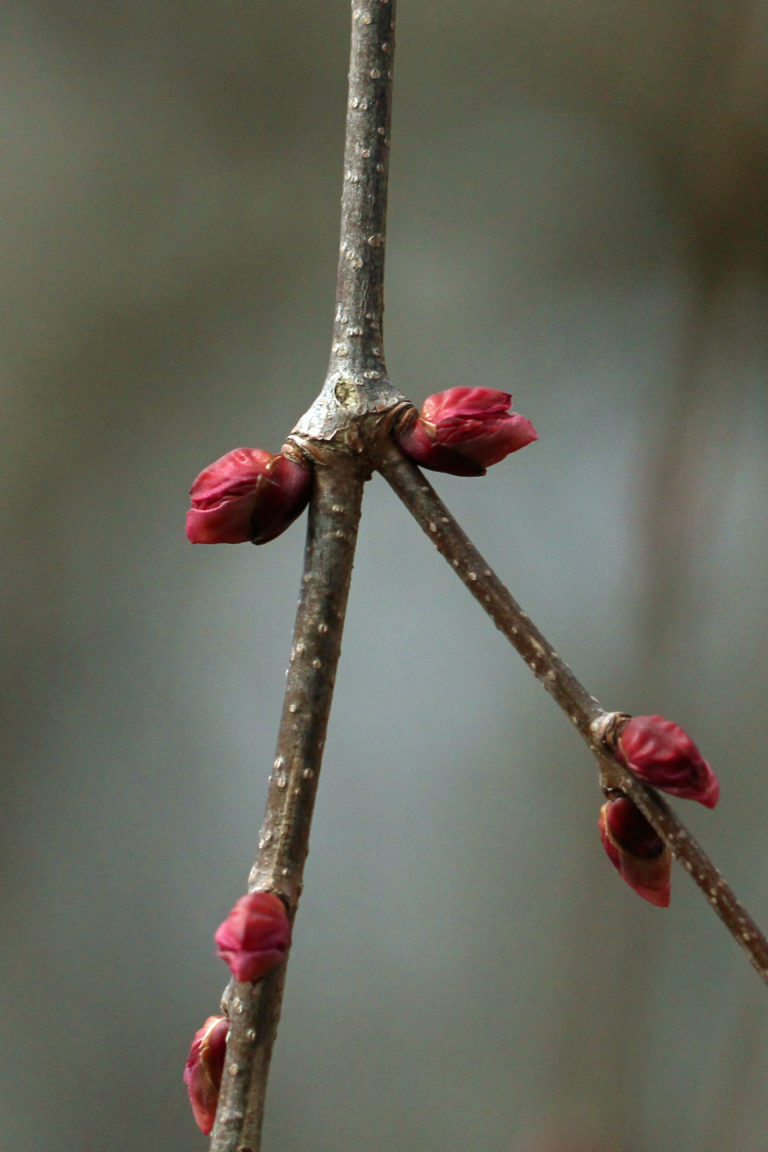 Katsura Tree - Arnold Arboretum