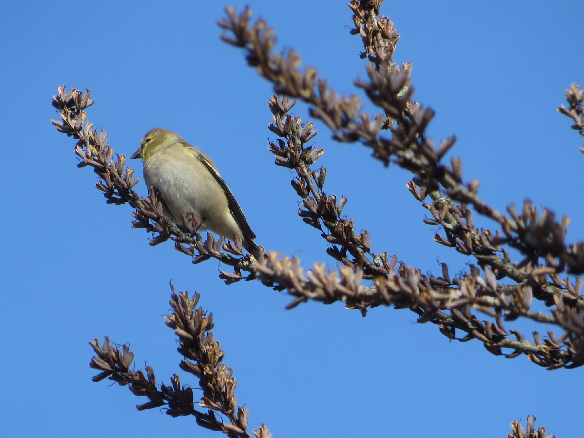 Katsura Tree - Arnold Arboretum