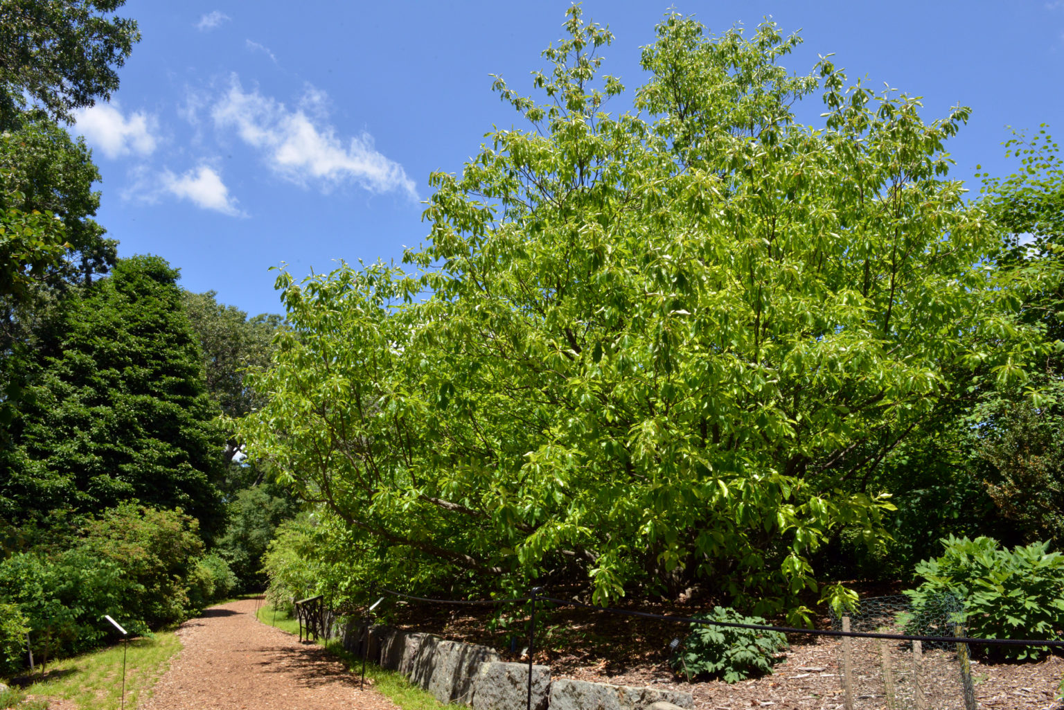 Franklin Tree - Arnold Arboretum
