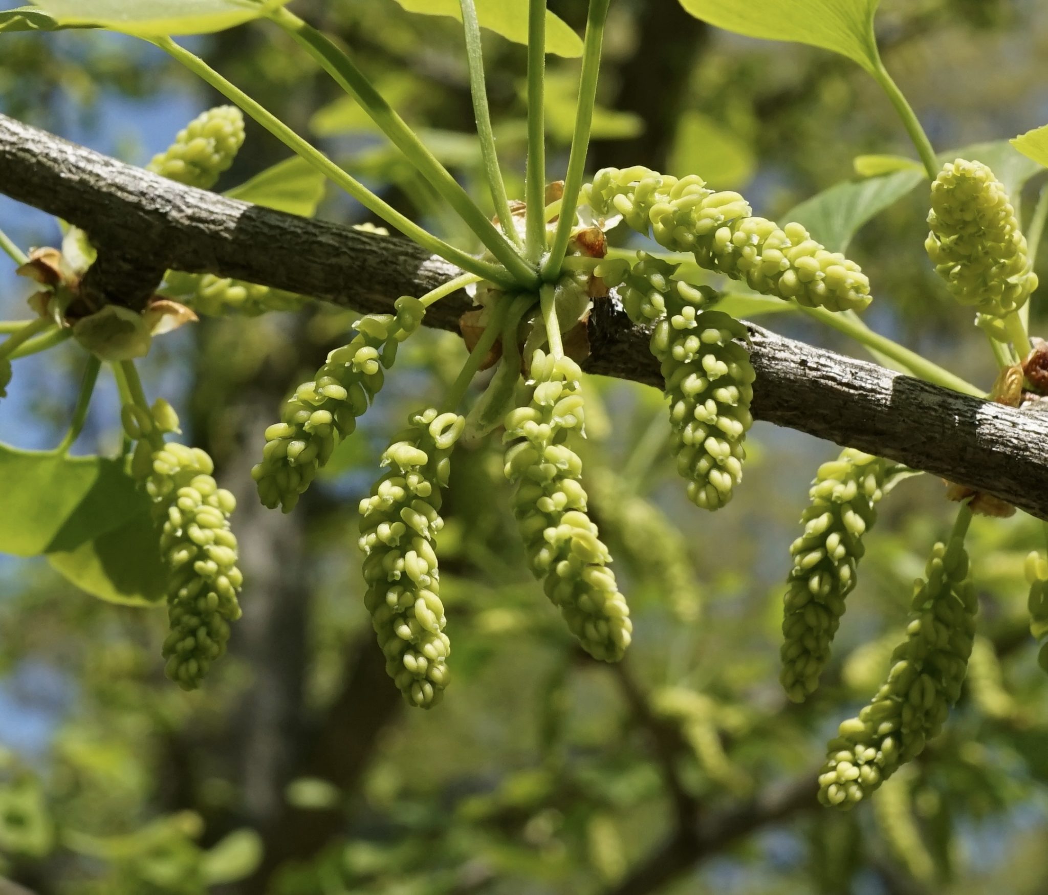 Ginkgo - Arnold Arboretum