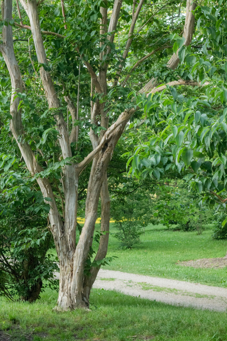 Seven Son Flower - Arnold Arboretum