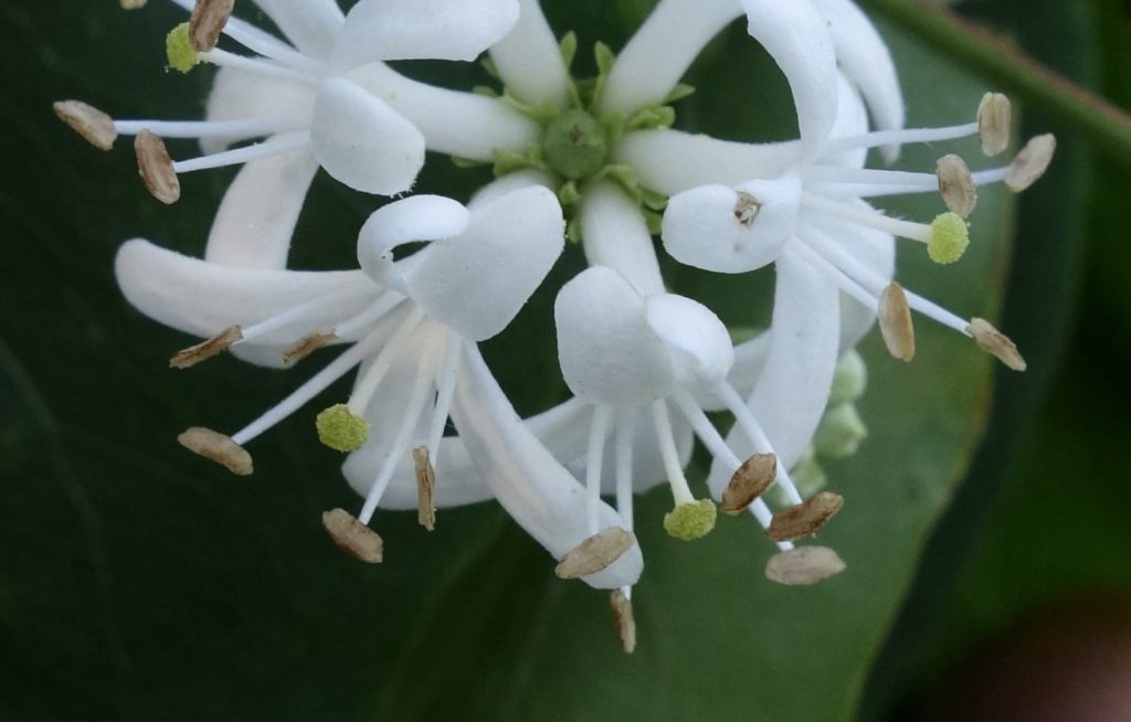 Seven Son Flower - Arnold Arboretum