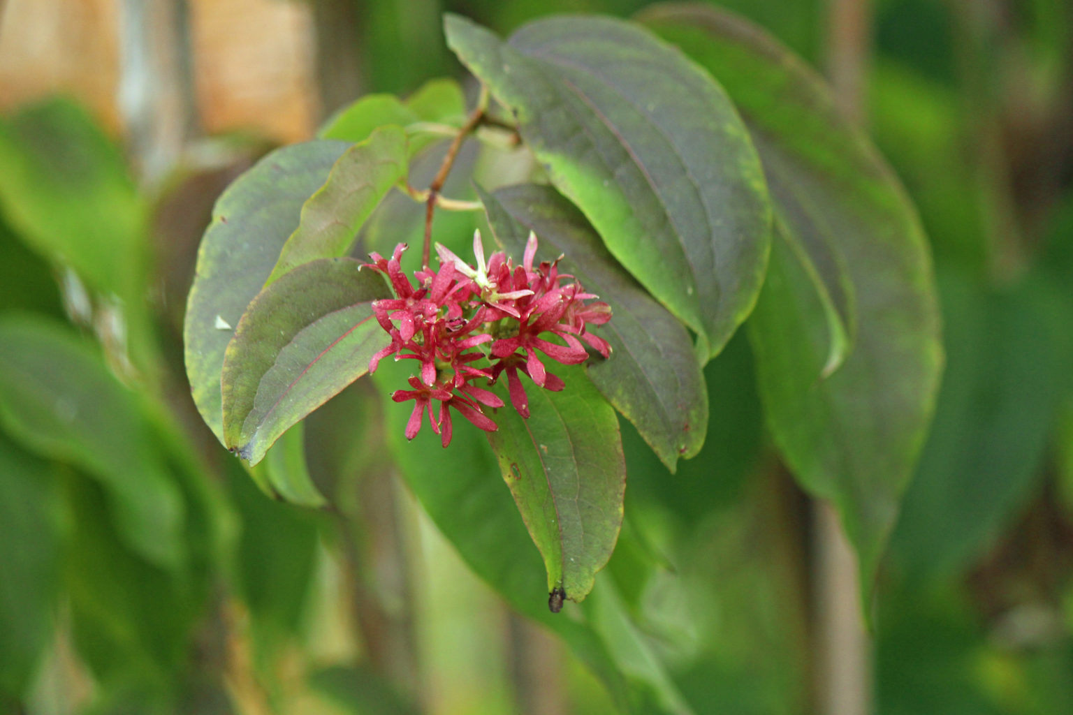 Seven Son Flower - Arnold Arboretum