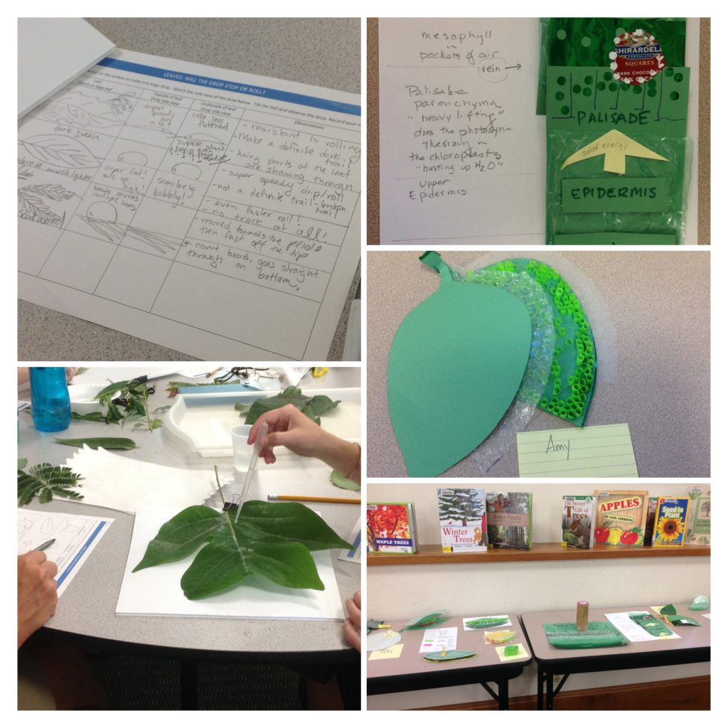 Past Summer Institute Syllabi and Resources - Arnold Arboretum | Arnold ...