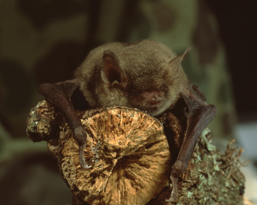 Life in the Landscape: Bats - Arnold Arboretum